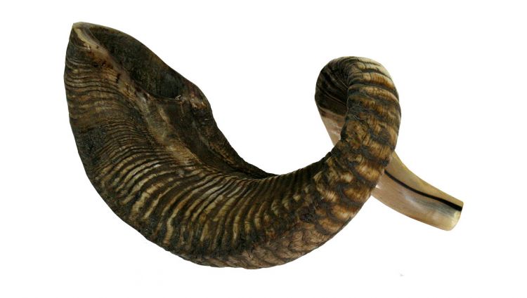 shofar horn source
